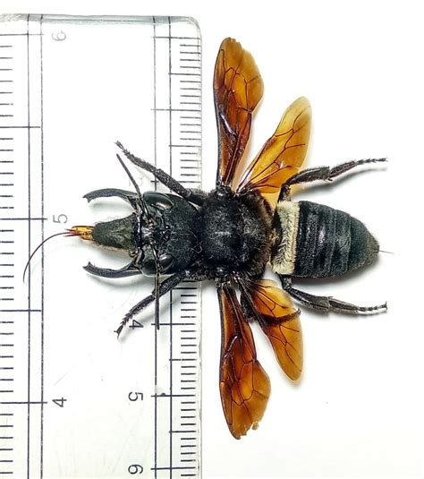 Megachile Pluto Arthropods Native Bees Bee