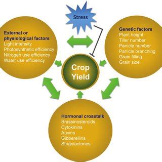 Schematic Representation Of Factors Determining Crop Yield In Rice The