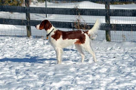 Red And White Setters Greenbank Hollow Farm Danville Vermont