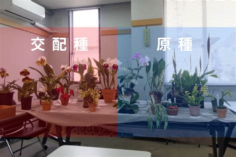 全国各地に存在する”洋ラン愛好会”の実態とは？ 東と西の違いを比べてみよう 前編 Orc Magazine オークマガジン