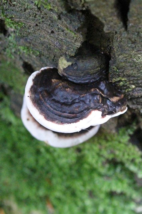 170808 Ganoderma Sp Earthstar