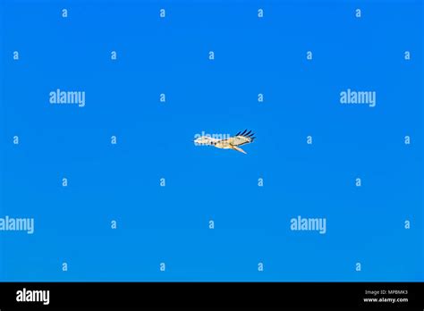 Hovering Hawk Hi Res Stock Photography And Images Alamy