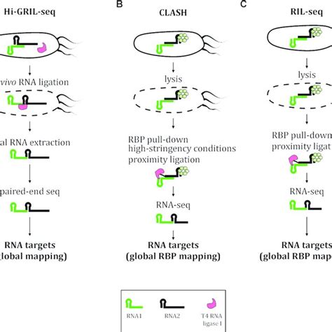 29 overview of rna types and srnas detected after in vivo ril seq a