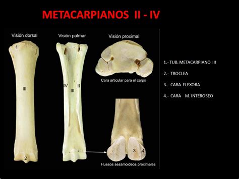 El Caballo