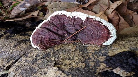 Reishi Mushroom Lingzhi Mushroom Ganoderma Lucidum Benefits