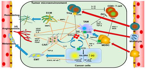 Ijms Free Full Text Roles Of Ccl2 Ccr2 Axis In The Tumor Microenvironment