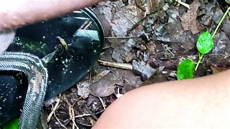 Newest Jungle Porn Videos Xhamster