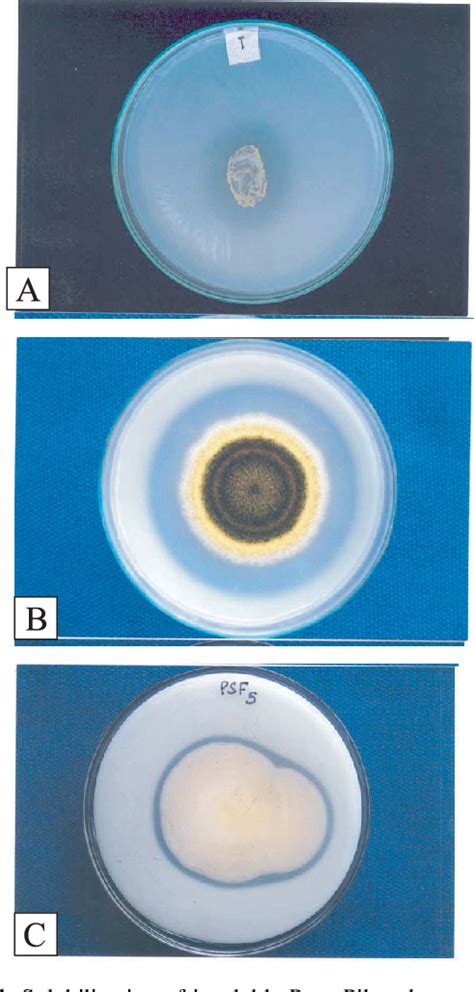 Figure 1 From Role Of Phosphate Solubilizing Microorganisms In