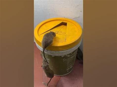 Best Plastic Bucket Mouse Trap Ideas Easy Mouse Traps Rattrap Mousetrap Rat I 2024