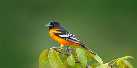 New World Oriole Bird Feeder Review 2025 Bird Informer