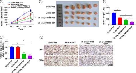 Circ0110498 Silencing Elevates The Sensitivity Of Ddp‐resistant