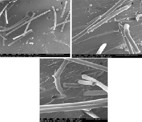 Scanning Electron Micrographs Of A Neat Epoxy B E11 C E22 D
