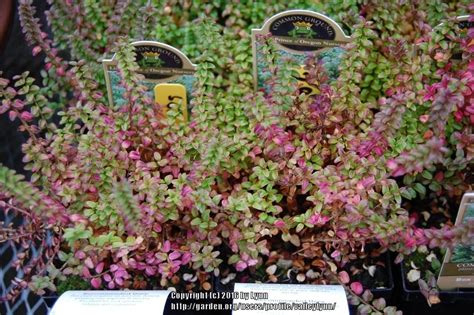 Boxleaf Honeysuckle Lonicera Pileata Var Yunnanensis Twiggy In The