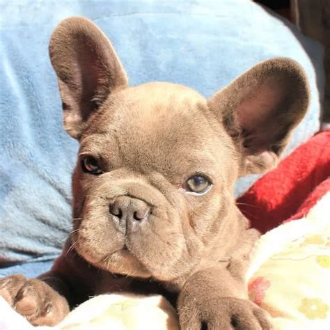 Frenchie Lover Community Frenchie Lover Community On Threads