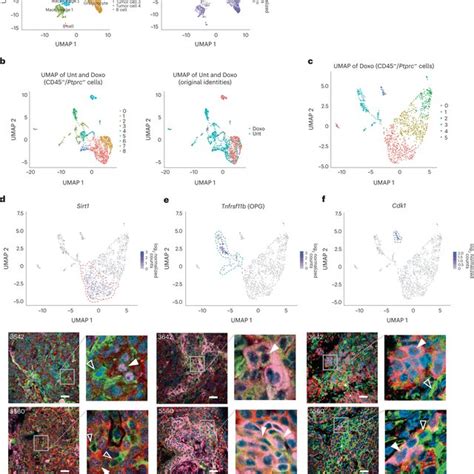 Scrna Seq Identifies Unique Clusters Within The Doxorubicin Treated