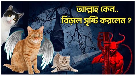 আল্লাহ বিড়াল সৃষ্টি করলেন কেন বিড়াল পালন করলে কি হয় সকলের জানা
