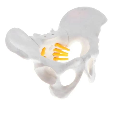1pc Mini Female Anatomical Pelvis Model Skeleton Anatomy Model Pelvic
