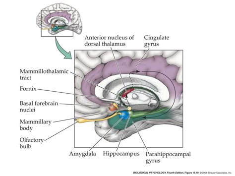 Ppt Fear Anxiety Disorders And Amygdala Powerpoint Presentation Id