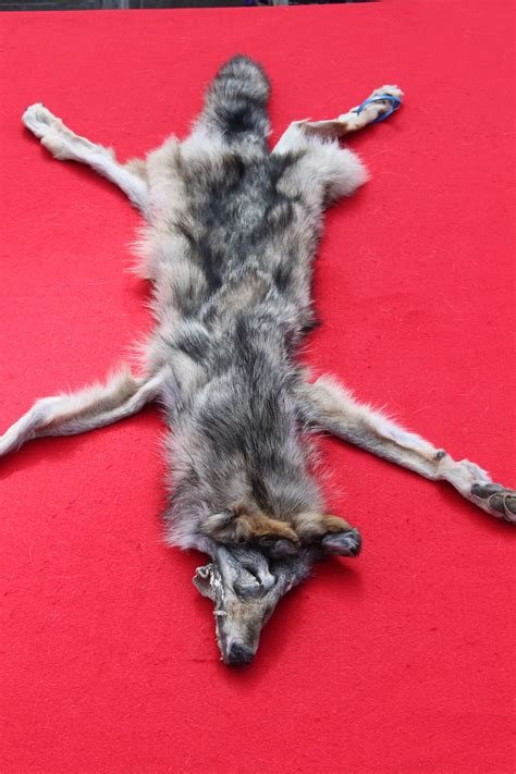 North Idaho Wolf Taxidermy Quality Wlf1015 The Idaho Fur Shack