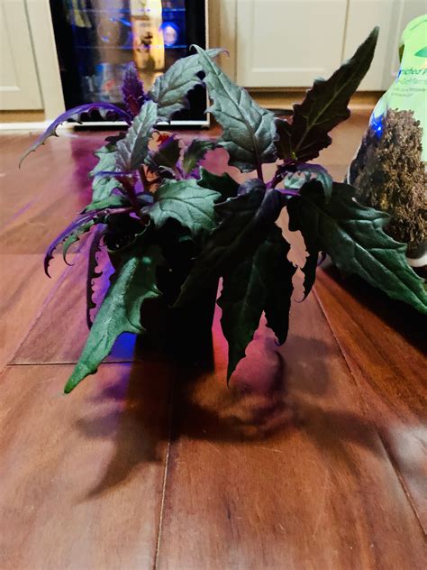 Purple Passion Plant 3inch Pot Gynura Aurantiaca Etsy