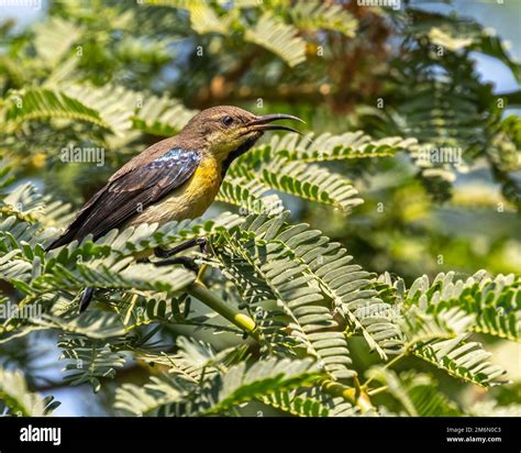A Female Sun Bird On A Bush Tree Stock Photo Alamy