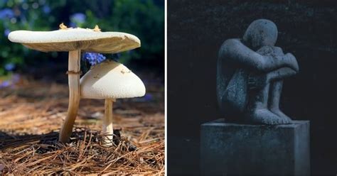 Consumption Of Mushrooms In Moderation Lowers Depression New Study Finds