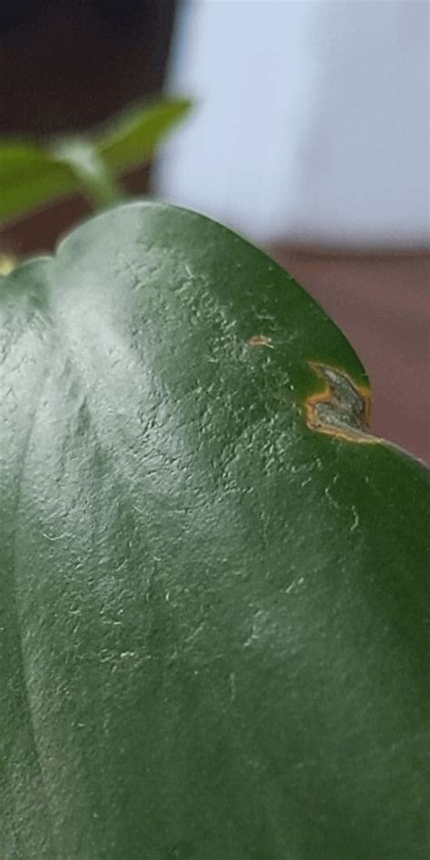 what are these squiggles on my red emerald philodendron r plantclinic