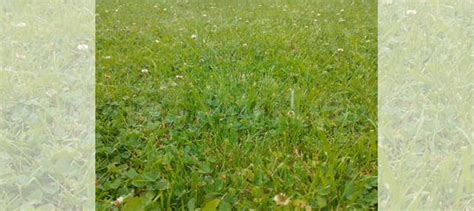 Семена многолетних кормовых пастбищных трав купить в Калининграде Товары для дома и дачи Авито