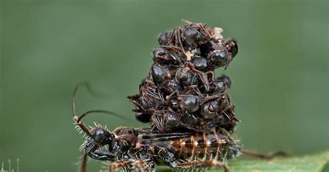 The Ferocious Assassin Bug That Sucks Prey Dry And Wears Their Corpses