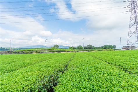 신선한 녹차 농장 봄 일본 시즈오카 현 후 지 시에서 푸른 하늘 배경으로 차 농장 의 행 0명에 대한 스톡 사진 및 기타 이미지 Istock
