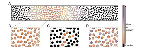 Characteristic Patterns Of Neuronal Activation During Different