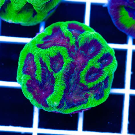 Cc Dark Night Maze Cherry Corals