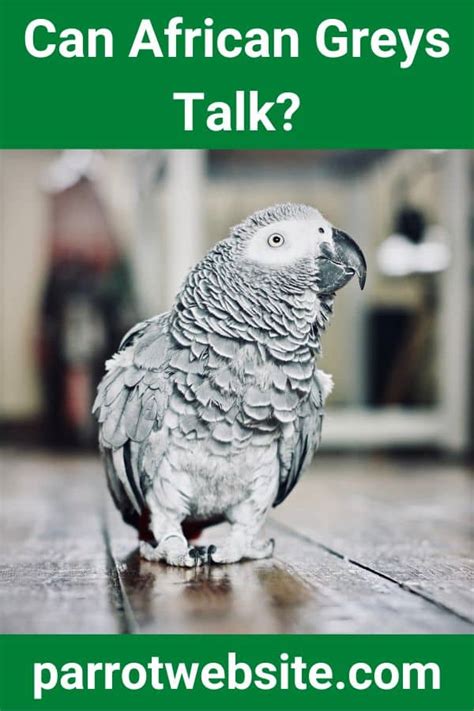Can African Greys Talk Answered Parrot Website