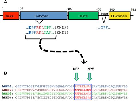 Figure 1 From Role Of The Ehd2 Unstructured Loop In Dimerization