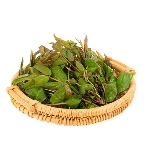 Hình ảnh Chồi Non Và Chồi Non Lá Non Png Tươi Rau Lá Tử Png Trong
