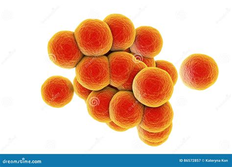 Staphylococcus Aureus Bacteria Stock Illustration Illustration Of Isolated Bacteriemia 86572857