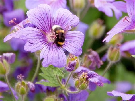 Caring For Plants Trees And Shrubs Love The Garden