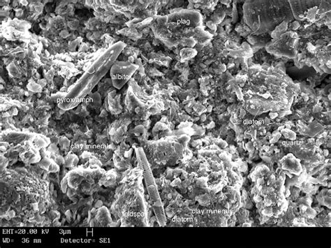 21 Sem Picture Of Bw Sediment Core At The 3 Cm Core Depth With