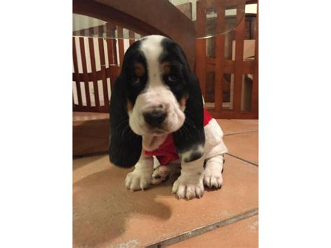 Basset Hound For Sale Miami Puppies For Sale Near Me