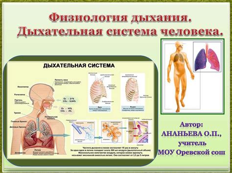 Физиология дыхания Дыхательная система человека Online Presentation