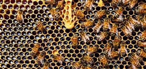 هل يجوز أكل يرقات النحل؟ Bees Markets أسواق النحل