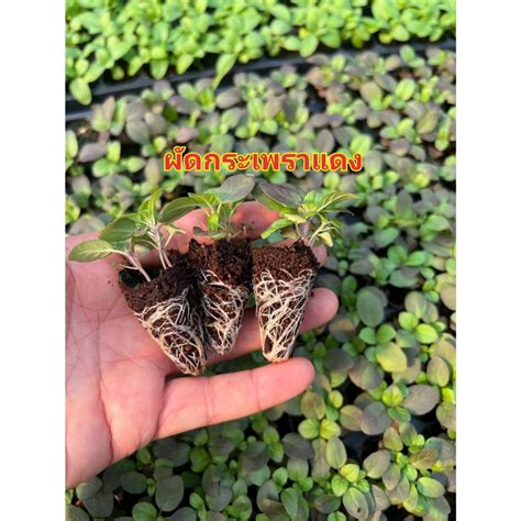 ต้นกล้าผักสลัด ไฮโดรโปรนิกส์ ต้นกล้าผักสวนครัวพร้อมปลูก มีสายพันธุ์ สลัดแก้ว ฟินเล่ย์ กรีนโอ๊ค