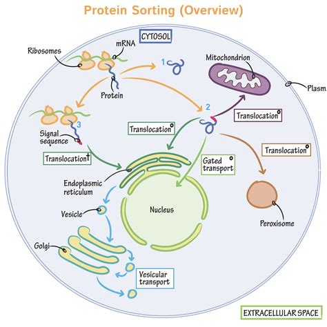 Cell Biology Glossary Protein Sorting Overview Ditki Medical And Biological Sciences