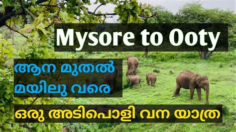 Mysore To Ooty Road Trip By Car 2022 Driving Through Bandipur