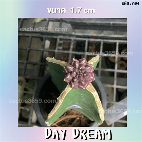 ไม้กราฟ Day Dream ขนาด 1 7 Cm ก94 Shopee Thailand