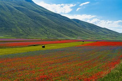Fioritura A Castelluccio Di Norcia Quando Andare