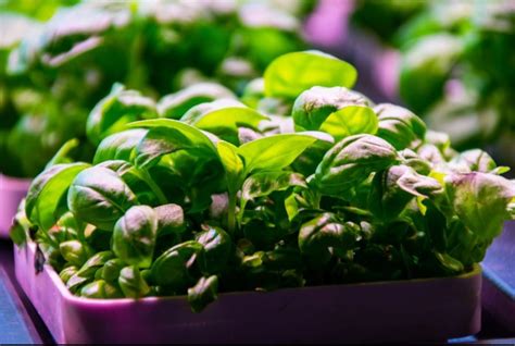 Mosen Farhangi Posted On Linkedin