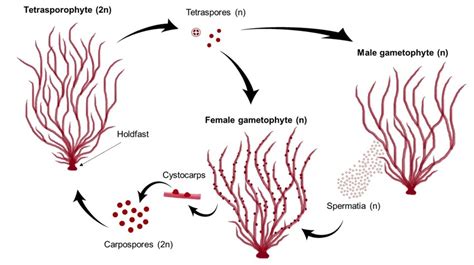 Life Cycle Of Gracilaria Gracilis The Individuals Are Fixed To The