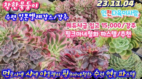 다육이사랑 2묵둥이99특가세일먼로샤넬라울대품16~샤넬아톰젤리메듀샤금15핑크마녀철화55파스텔20연봉08 Youtube