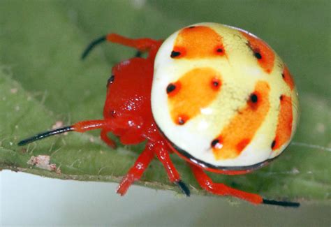 Orbweaver From Ecuador Encyosaccus Sexmaculatus What S That Bug